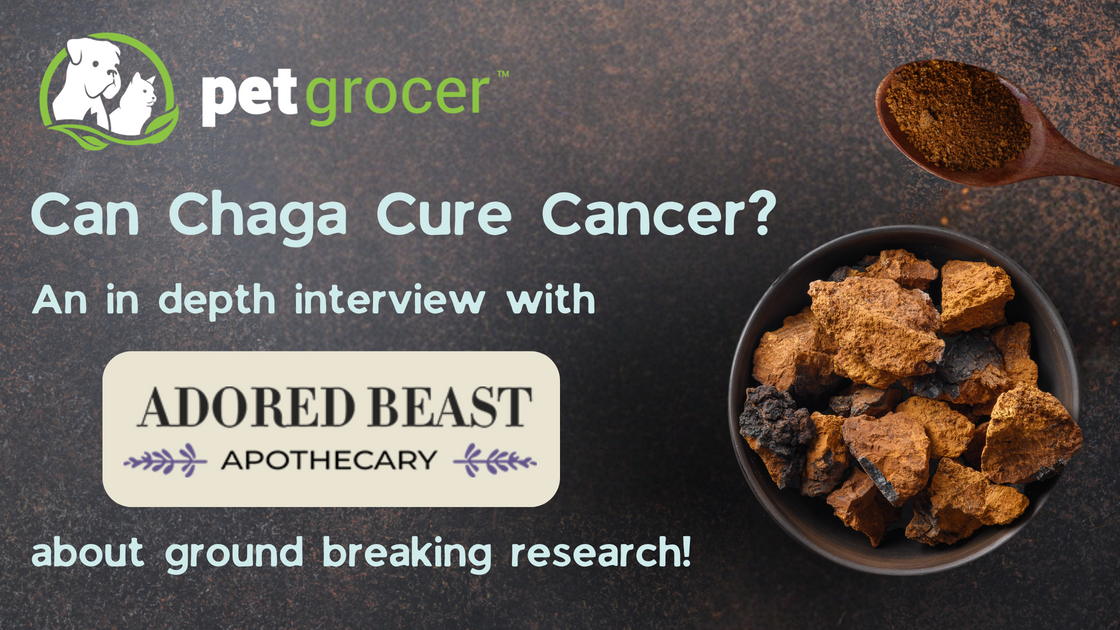 Can Chaga Cure Cancer? Groundbreaking Cancer Research: An Interview wi ...