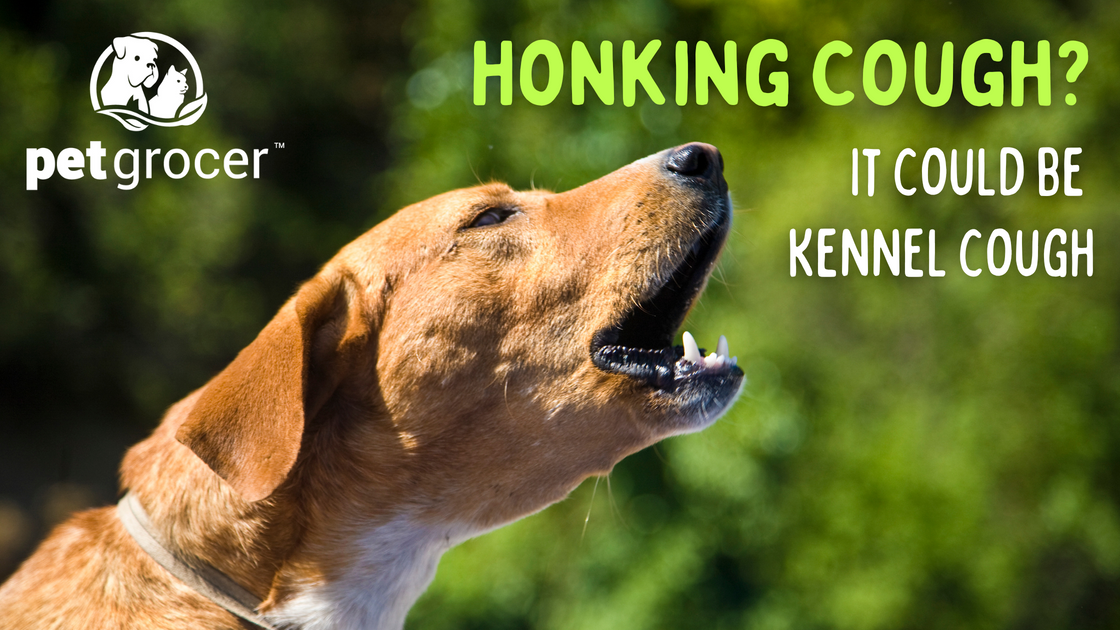 Honking Cough? It Could Be Kennel Cough – Pet Grocer Inc.