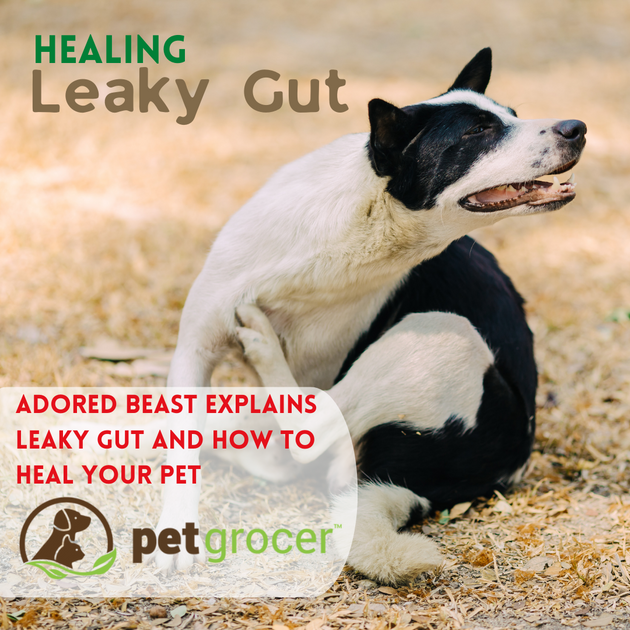 Leaky Gut Syndrome: Does Your Dog Have Dysbiosis? – Pet Grocer Inc.