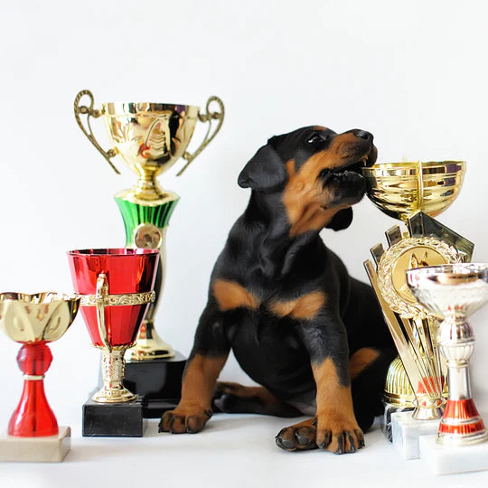 We're making the news – Pet Grocer Inc.
