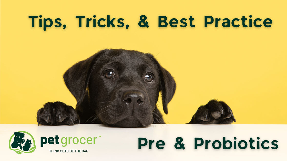 Pre & Probiotics - Tips, Tricks, & Best Practice – Pet Grocer Inc.