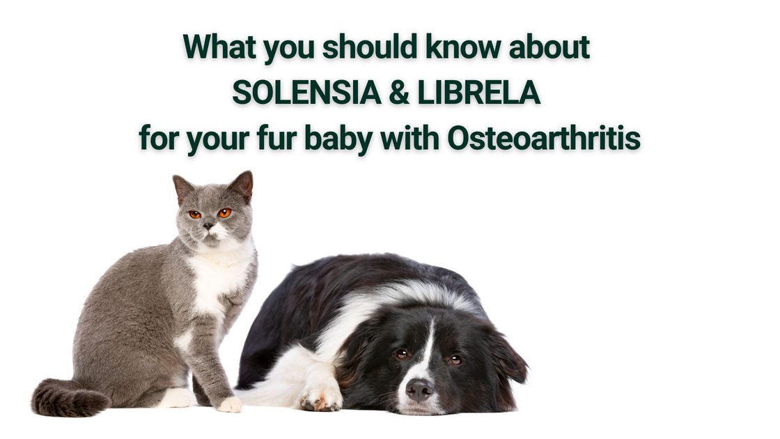 What you should know about SOLENSIA and LIBRELA for your fur baby with ...